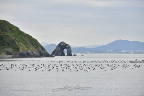 Fukuoka : Ainoshima Cat Island - Andy Kho - Professional Photographer